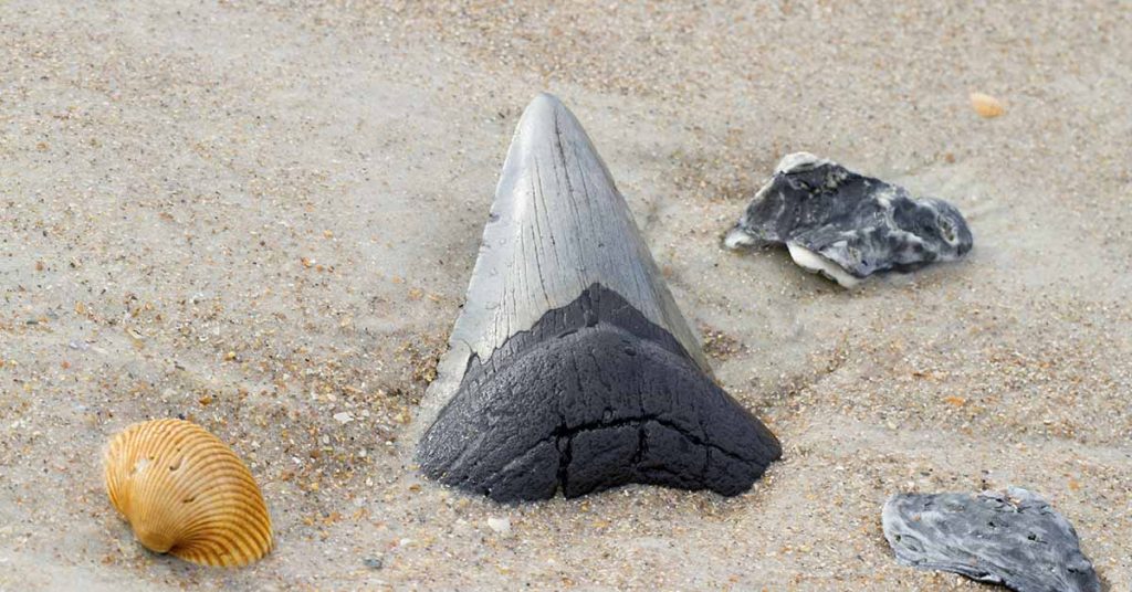 Girl finds "once-in-a-lifetime" shark tooth from ancient 50-foot ...