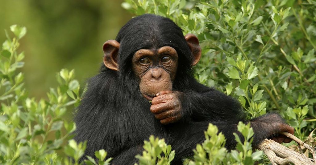 Kucheza, the Baby Chimp Who Melted His Mother's Heart In Viral Video Is Found Dead In Her Arms ...