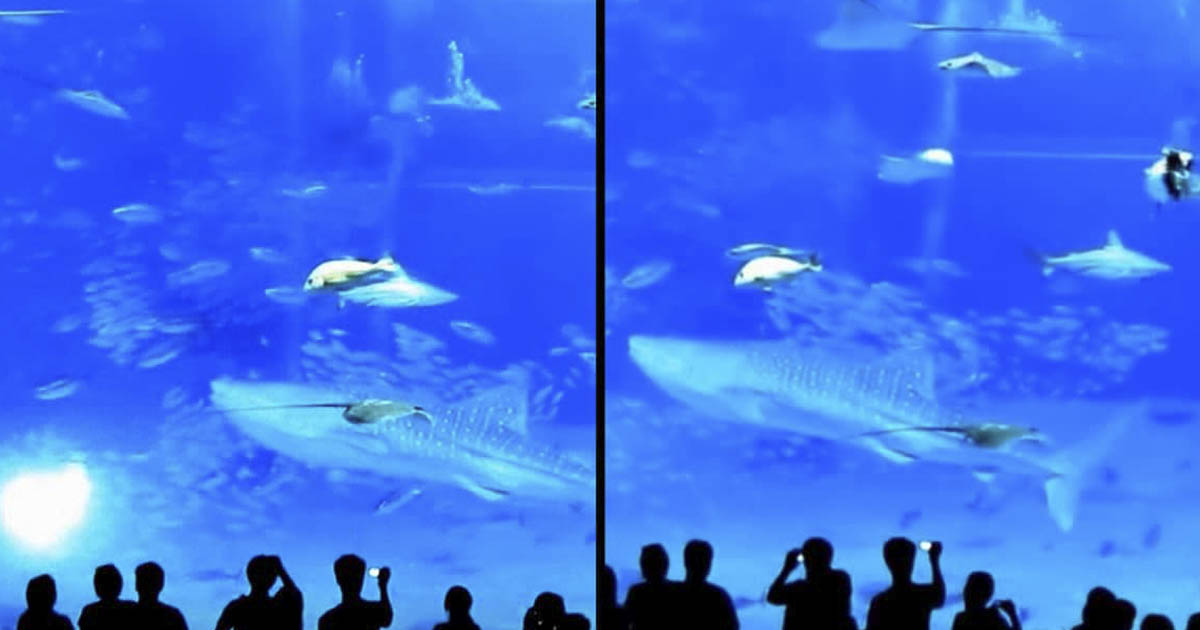 Massive tuna fish 'kills itself' after flash photography at aquarium ...