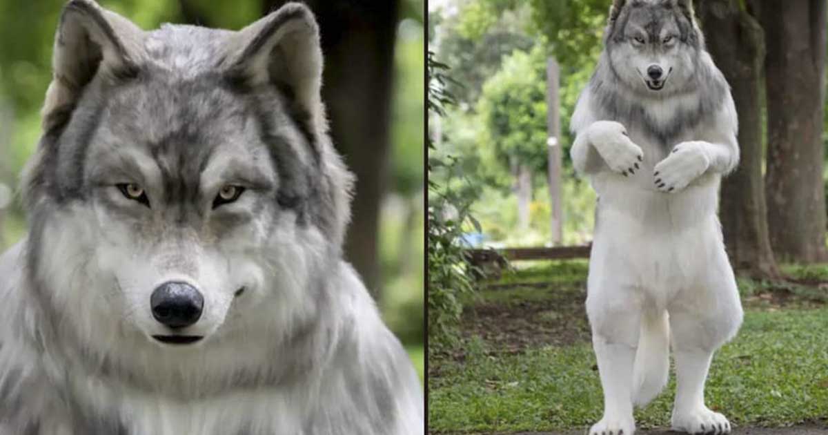 Man spent $23,000 to 'become a wolf' : The Premier Daily