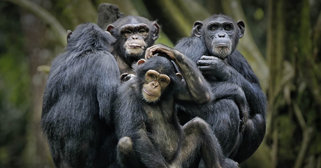 Scientists have captured chimpanzees performing a bizarre ritual