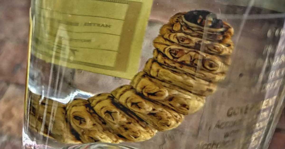 Mezcal Worm in a Bottle: DNA Testing Yields Unexpected Results