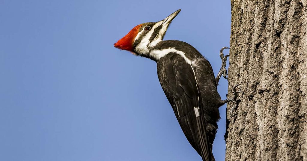 Why Woodpeckers Don't Get Headaches From Hammering
