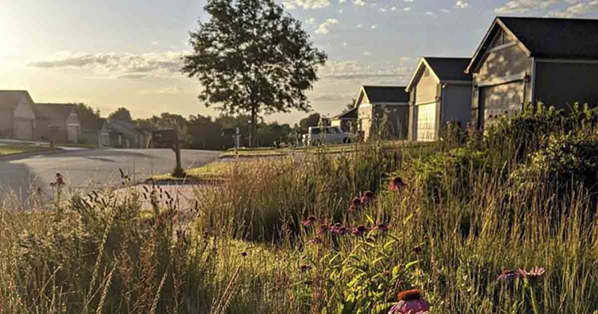 You Should Consider A Prairie-Style Yard—And Here’s How to Do It