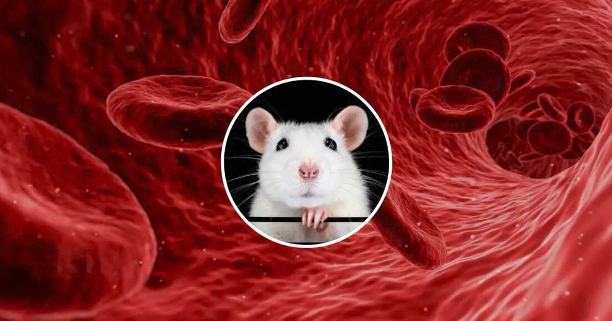 Scientist gave young mice old blood - and then things got weird.