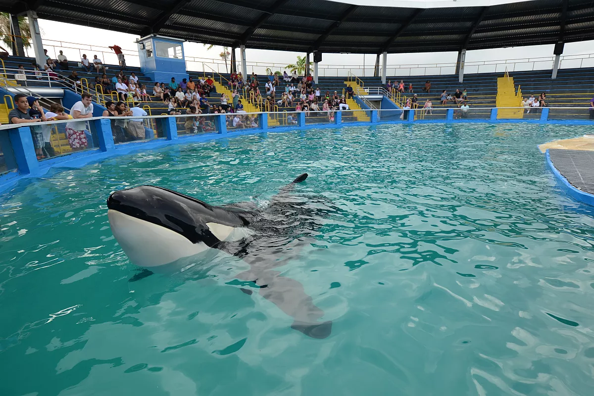 Orca whale spent 50 years at a Florida aquarium is returning to her home waters, hopefully ...