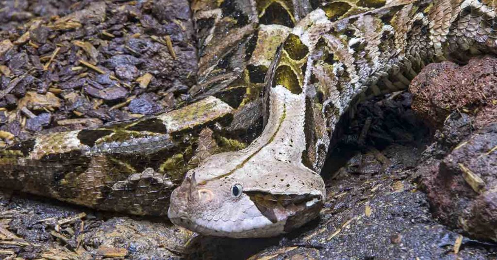 The Gaboon Viper: A Deadly Master of Disguise