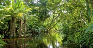Atretochoana: The Rare Limbless Amazonian Amphibian