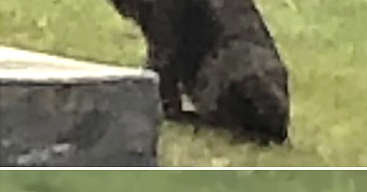 Black Canada Lynx Caught On Camera For The First Time And People Can’t ...