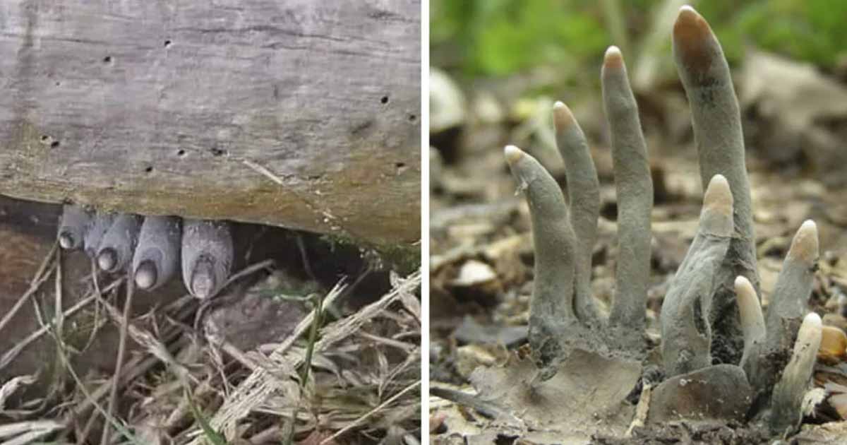 Dead Man’s Fingers: The Bizarre Fungus That Will Make You Look Twice
