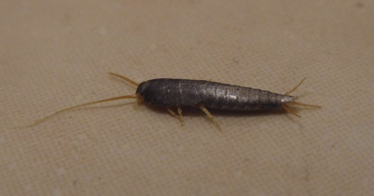 Have silverfish in your home? You could have an expensive problem on ...