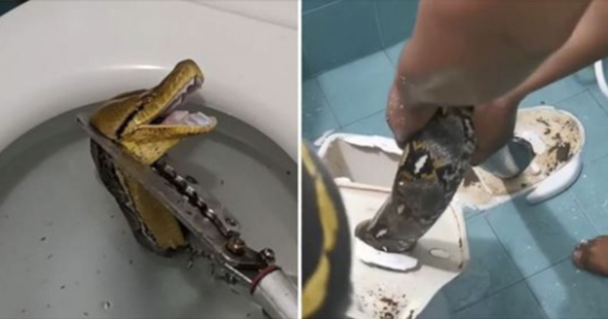 Huge 12-foot python slithers through toilet, terrifying homeowner