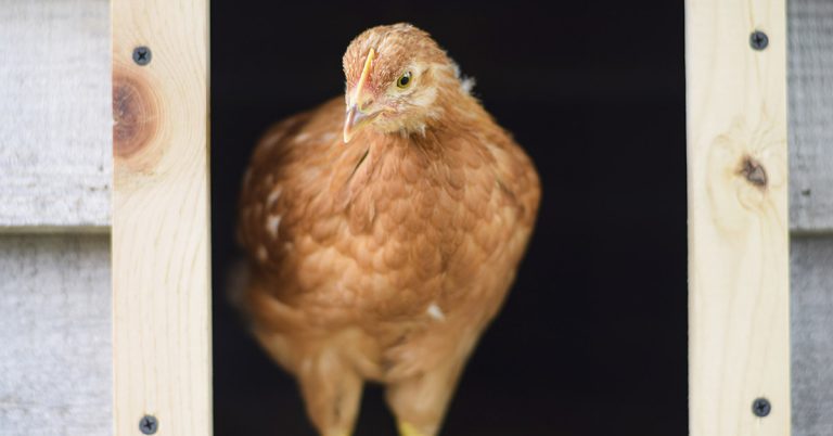 The Chicken Orb: Bring Your Chicken on Foraging Adventure