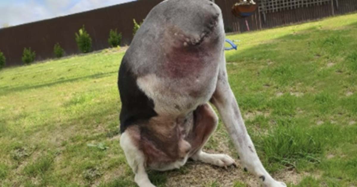 People Are Confused Over This Photo Of A ‘Headless’ Dog : The Premier Daily