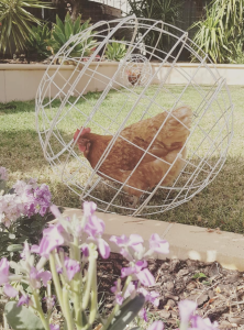 The Chicken Orb: Bring Your Chicken on Foraging Adventure