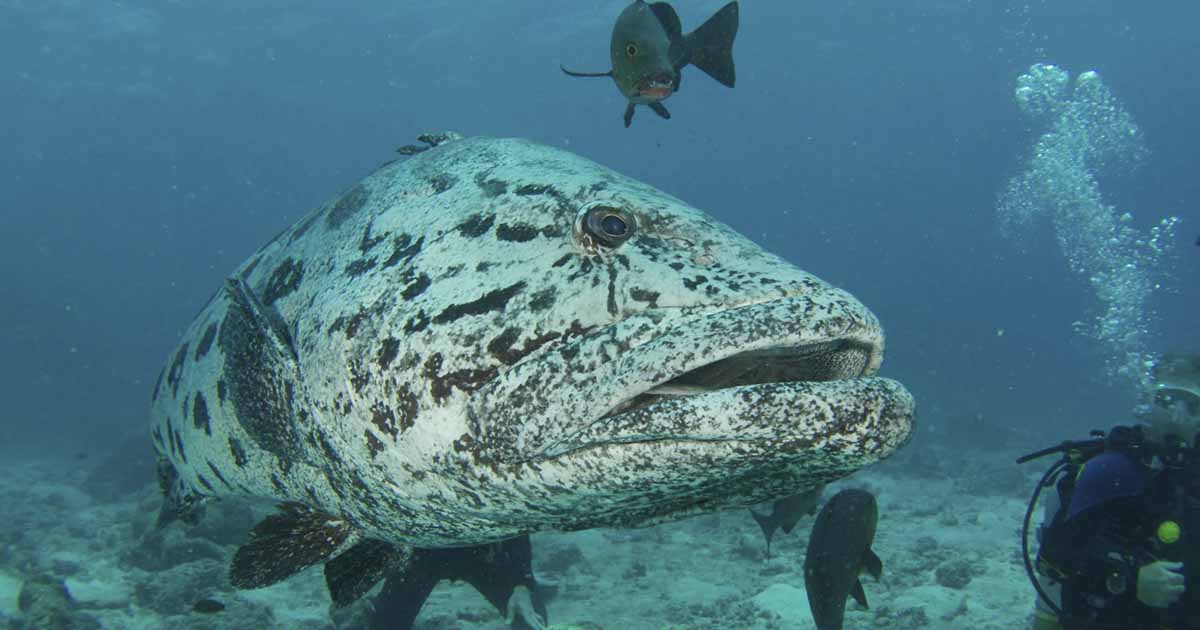 18 Gross Things Actually Good for You : The Premier Daily