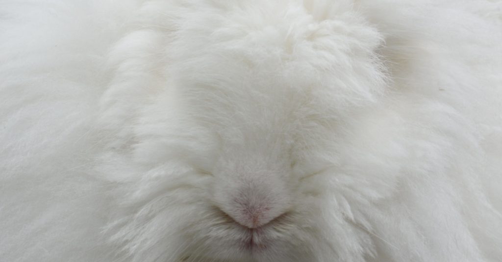 Meet Professor Betty Chu And Her Angora Rabbit, The World's Fluffiest Bunny