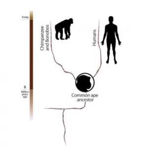 How did humans evolve from their ape ancestors?