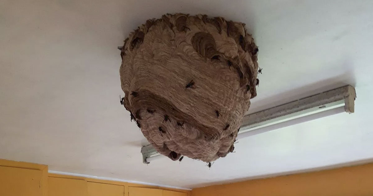 Large Asian Hornet nests found in abandoned house : The Premier Daily