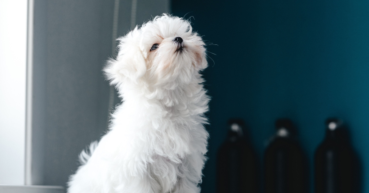 ‘Demon’ Canines: Dog Groomer Gives Opinion on Which Dog Breeds to Avoid