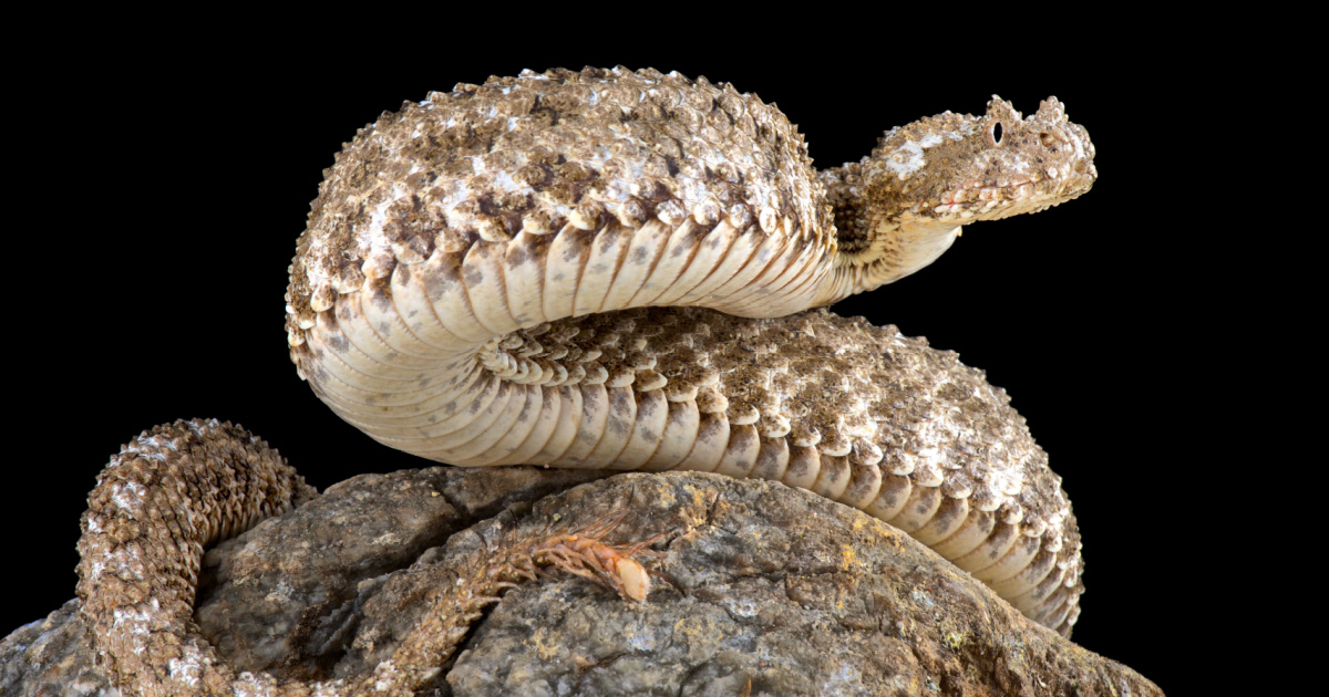 Photo With Hidden Camouflaged Snake Goes Viral. Can You Spot it? : The ...