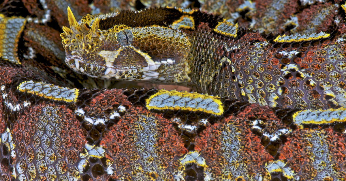 Photo With Hidden Camouflaged Snake Goes Viral. Can You Spot it? : The Premier Daily