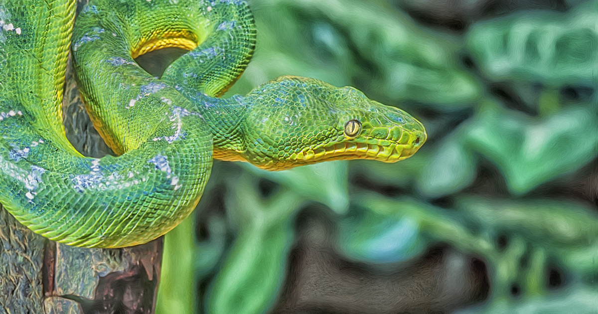 Photo With Hidden Camouflaged Snake Goes Viral. Can You Spot it? : The ...