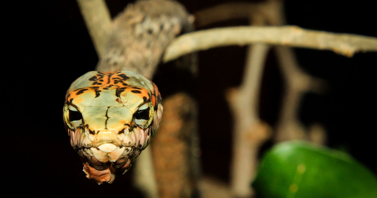 Photo With Hidden Camouflaged Snake Goes Viral. Can You Spot it? : The ...