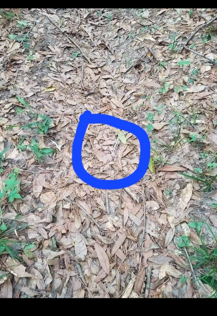 Photo With Hidden Camouflaged Snake Goes Viral. Can You Spot it? : The Premier Daily