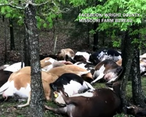 Farmer Finds Pasture Empty, Sees All 32 Dead Cows In One Big Pile : The ...