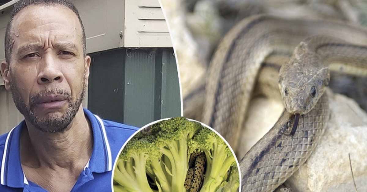Man is Horrified to Find a Ladder Snake Inside a Bag of Broccoli He ...