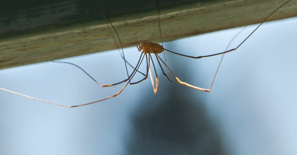 Spider Expert Explains What You Should Do When You See A Daddy Long ...