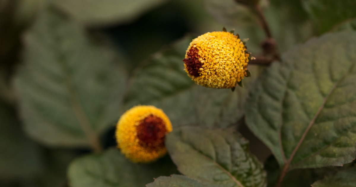 6 Non-Marijuana Plants that are High in Cannabinoids : The Premier Daily