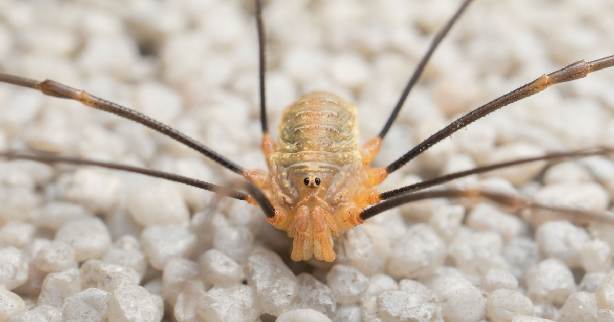 Spider Expert Explains What You Should Do When You See A Daddy Long ...