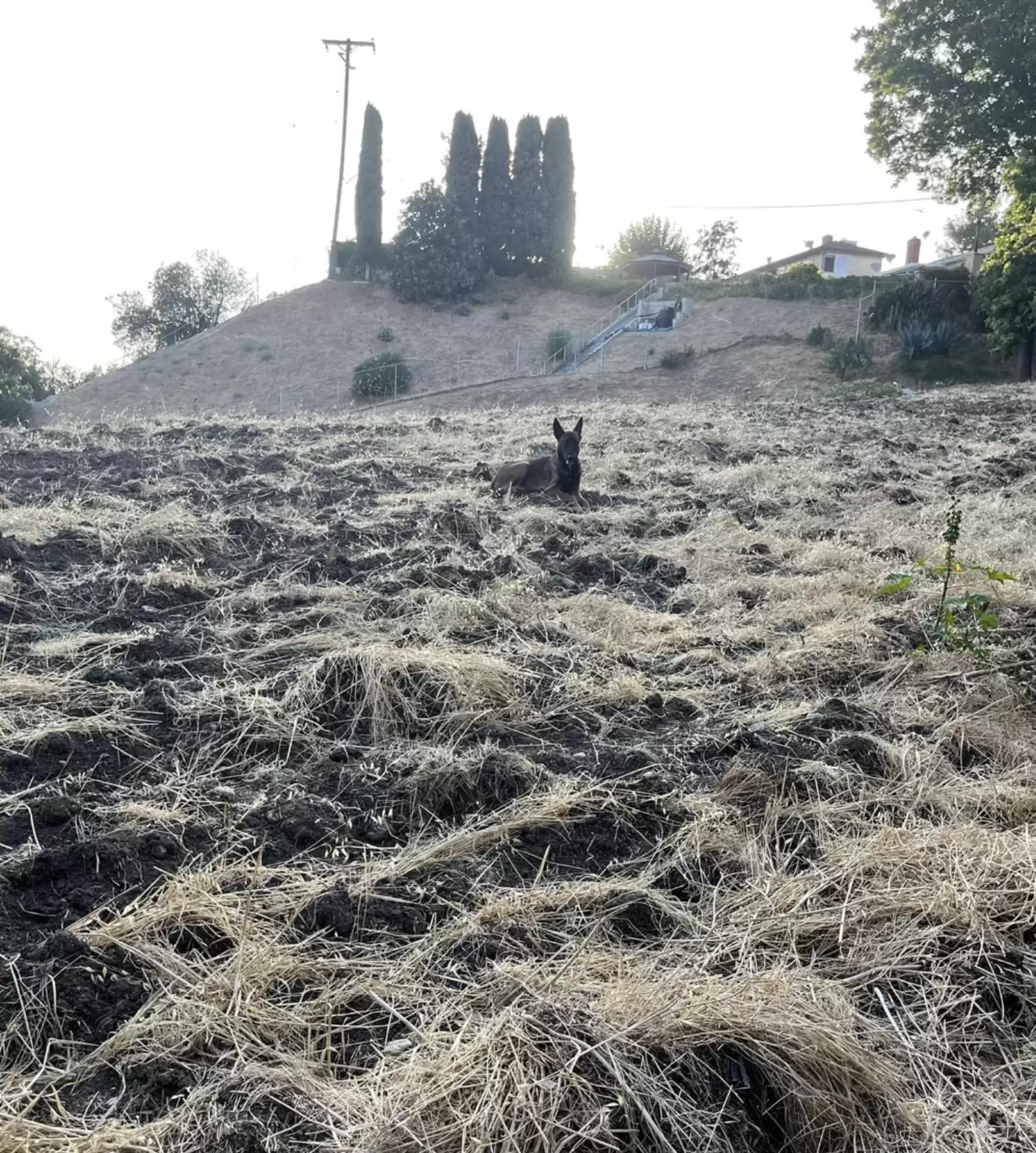 Woman Spots A Mysterious Animal On Hillside And Calls For Help Just In ...