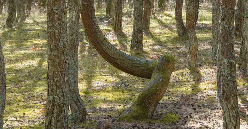 Trail Trees: A Native American Legacy