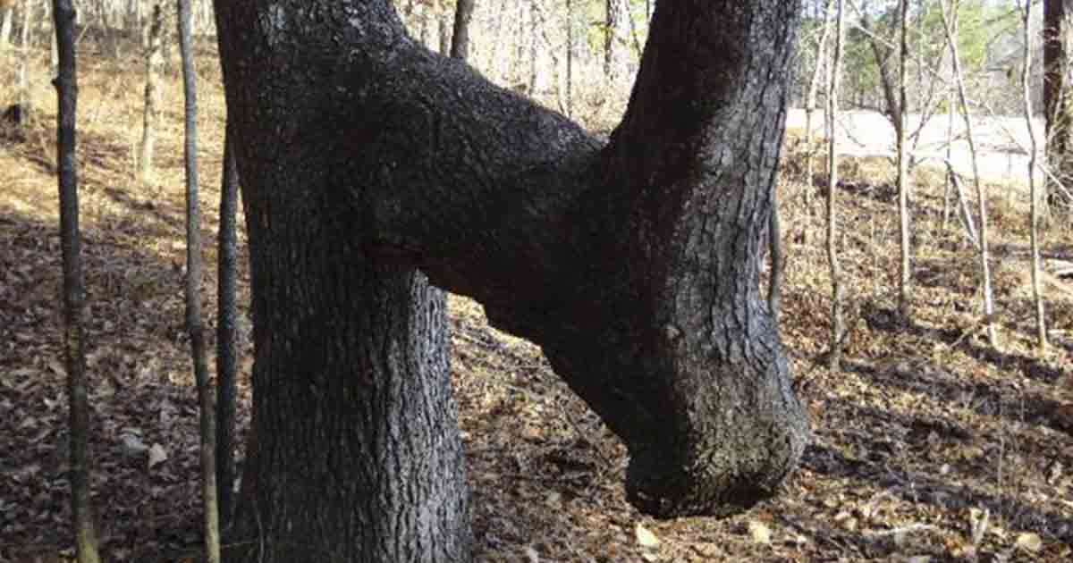 Trail Trees: A Native American Legacy