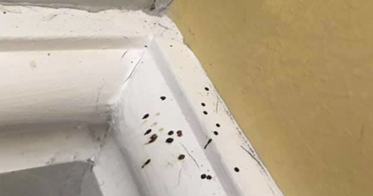 Do Spiders Poo? This Woman Found Out The Hard Way : The Premier Daily