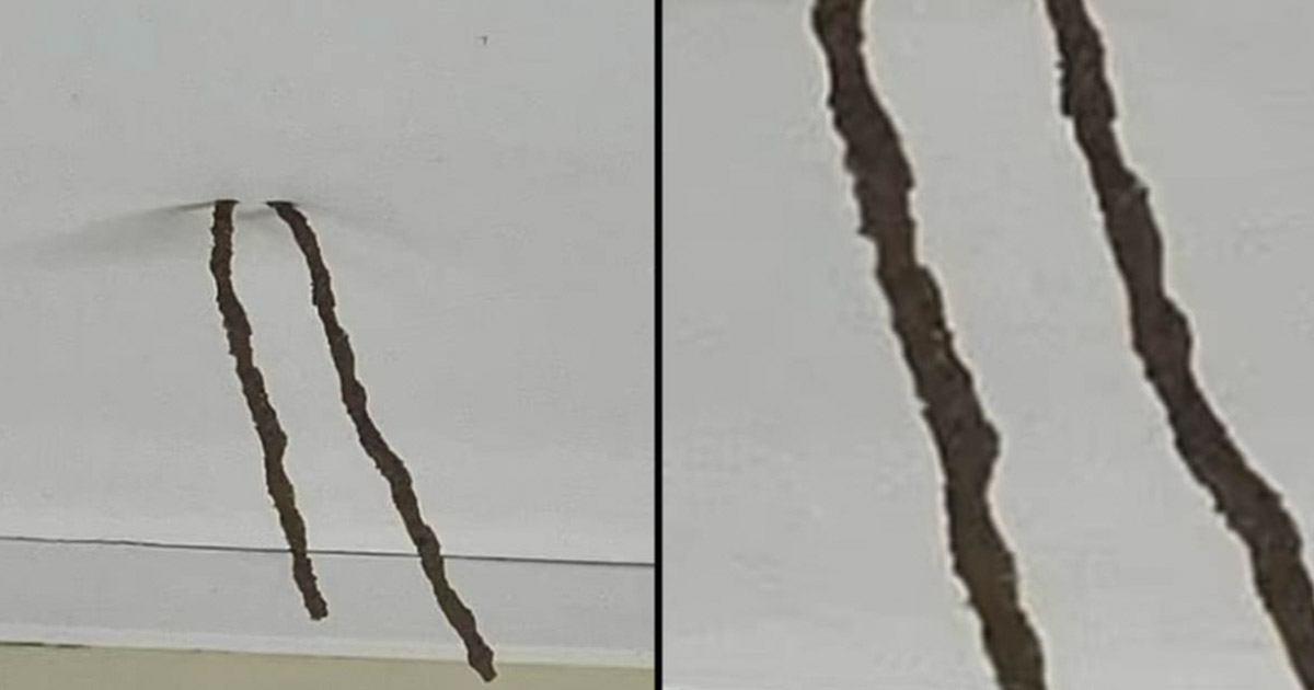 Woman Sees ‘Sticks’ On Her Ceiling and is Shocked When She Finds Out ...