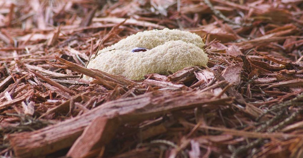 How to Deal with Slime Mold on Your Grad and in Your Garden : The ...