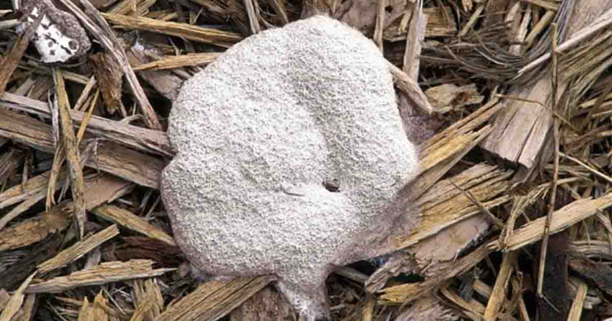 How to Deal with Slime Mold on Your Grad and in Your Garden : The ...