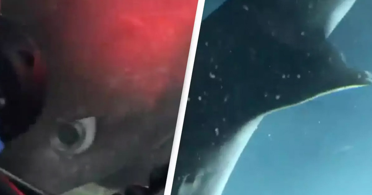 Footage Shows Sub On Ocean Floor Come Into Contact with ‘Deep-Sea ...