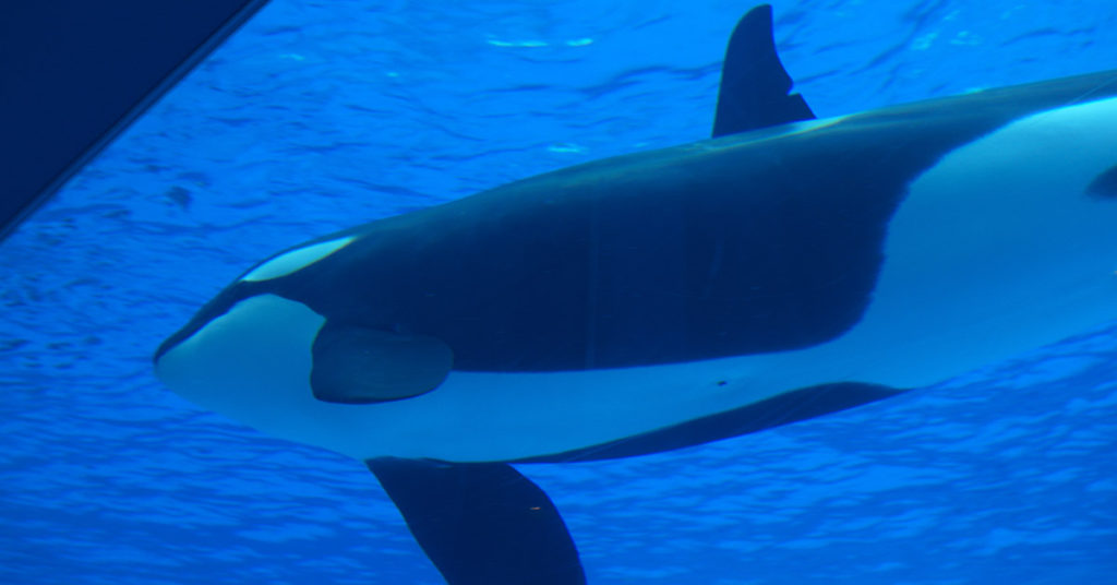 Heartbreaking timelapse shows 'world's loneliest orca' staring at gate ...