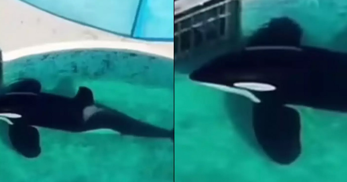 Heartbreaking timelapse shows 'world's loneliest orca' staring at gate ...