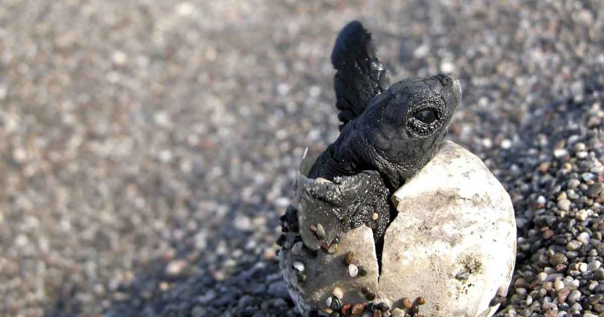 Humans Could Become Extinct Unless Men Develop a New Sex Gene : The ...