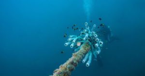 The Deep Sea 'Lifeline' That Keeps the Internet Connected - The Premier ...